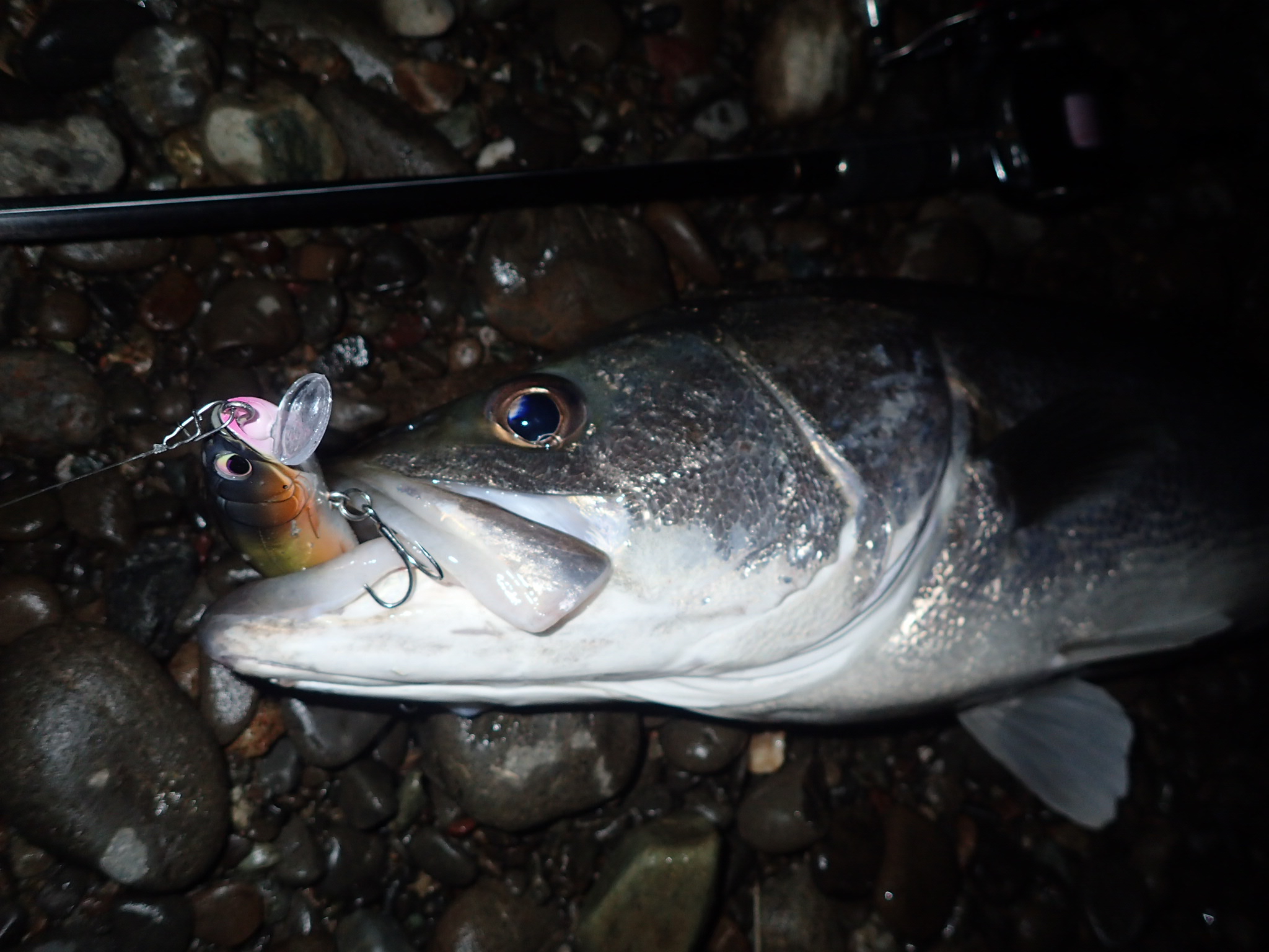 bless “ホバリング”アクション！ | hifumi creating