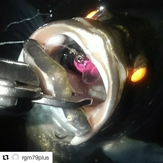 新製品！bless level tune!! | hifumi creating